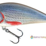 Salmo Fatso